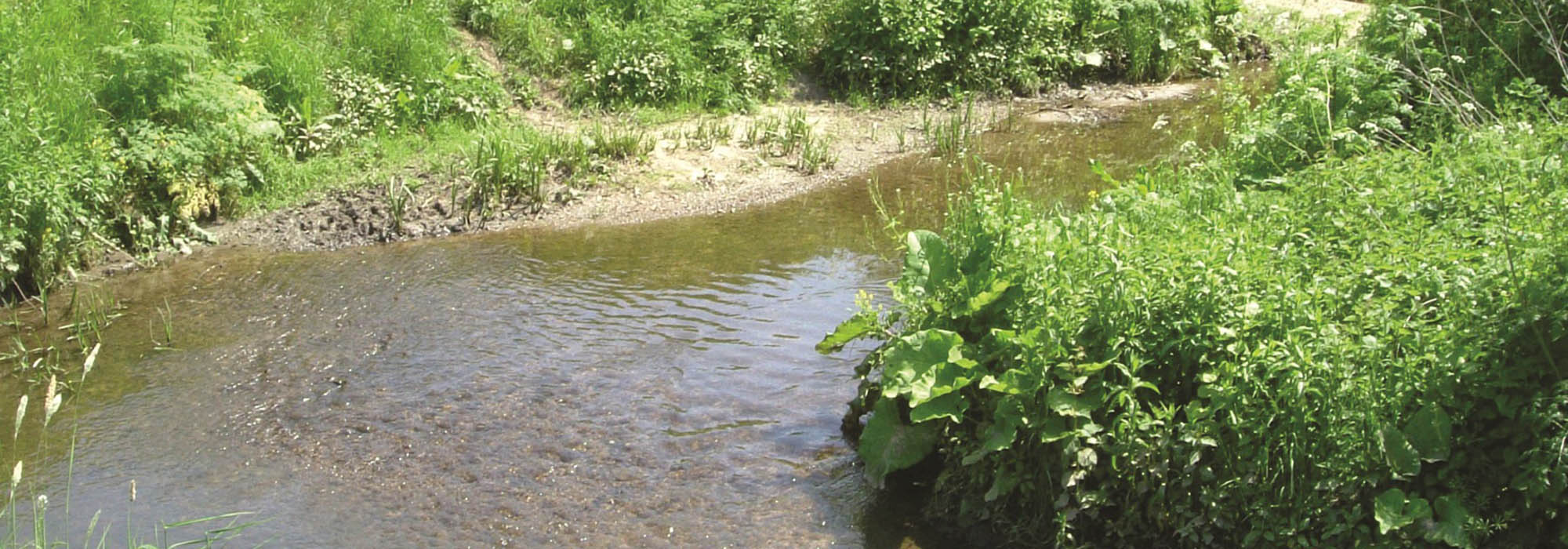 Roding, Beam & Ingrebourne (RBI) Catchment Partnership - Thames21