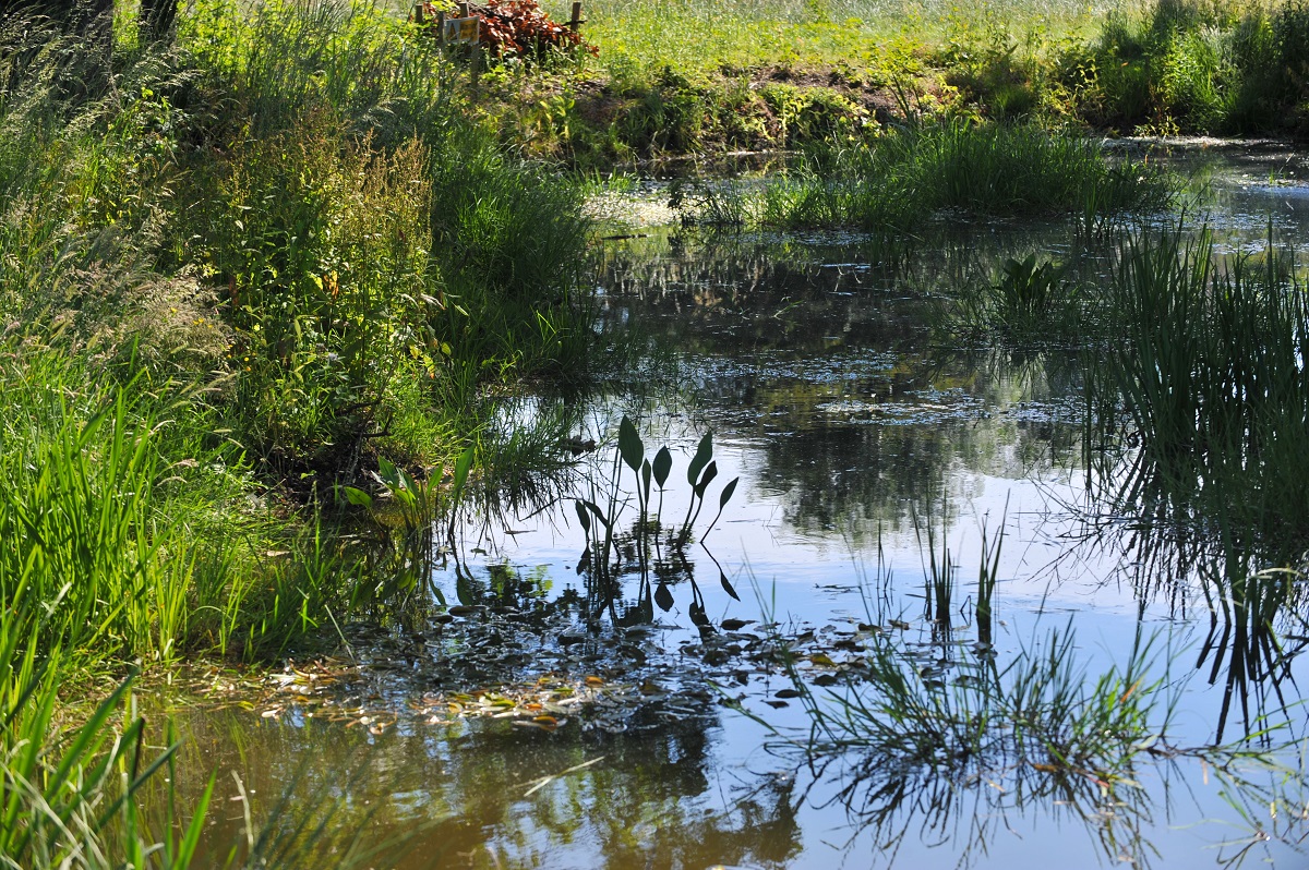 Restored Stanmore Marsh Wetlands to be officially opened by Mayor of Harrow