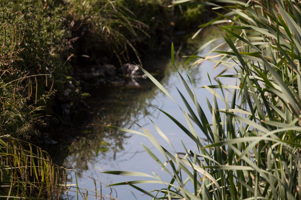 Creating urban wetlands - Thames21