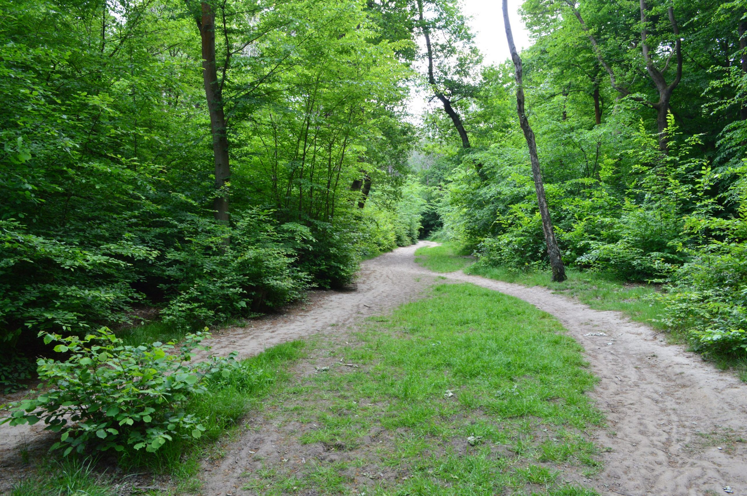 River Pinn, Park Wood: Slow the Flow - Thames21