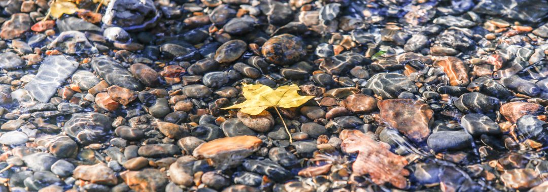 Brent Catchment Partnership - Thames21