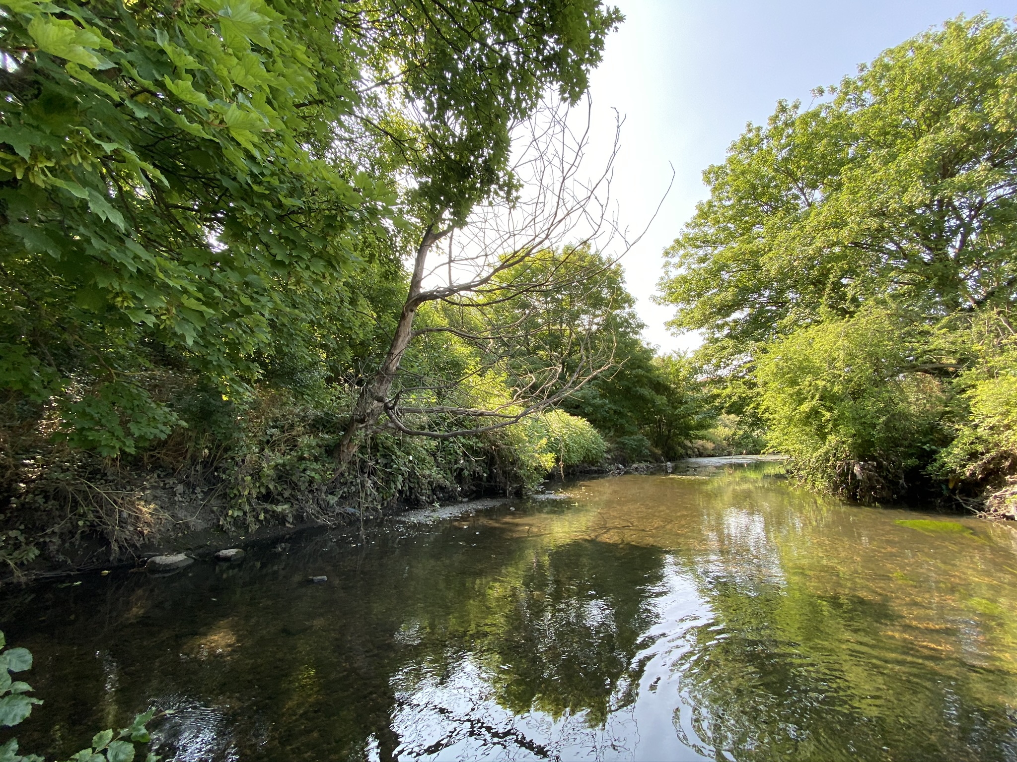 Brent River Restoration: Greenford to Gurnell Greenway - Thames21
