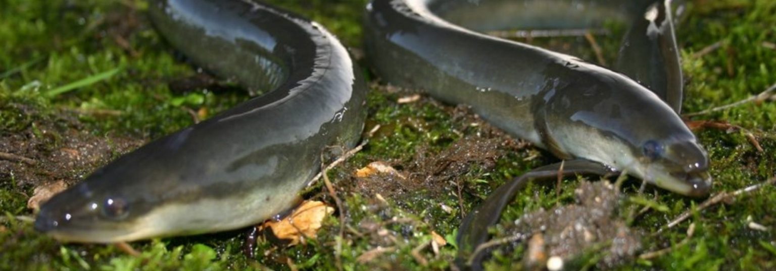 Eel project highlights the value of citizen science - Thames21
