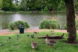 Thamesmead - Gallions Lake and Butts Canal Restoration - Thames21