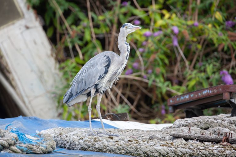 What is the tidal Thames? - Thames21