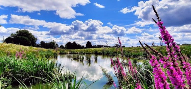 Putting Healthy Rivers at the Heart of the Community | Thames21