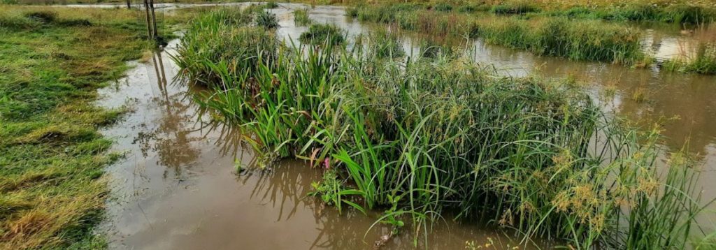 Nature-based solutions, explained - Thames21