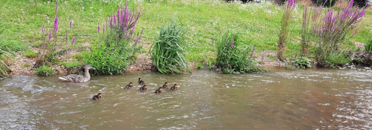 River catchments, explained - Thames21