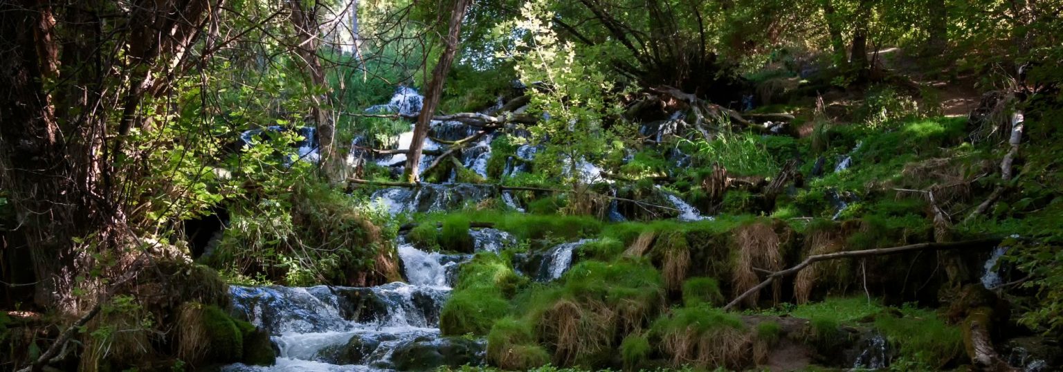 Riparian zones, explained - Thames21