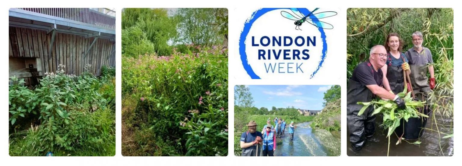 Putting Healthy Rivers at the Heart of the Community | Thames21