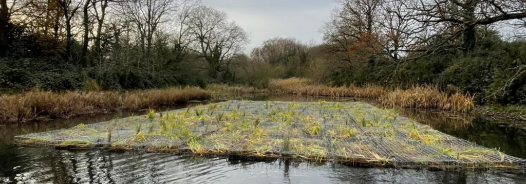 Floating reedbed launched in Wanstead Park to help improve water ...