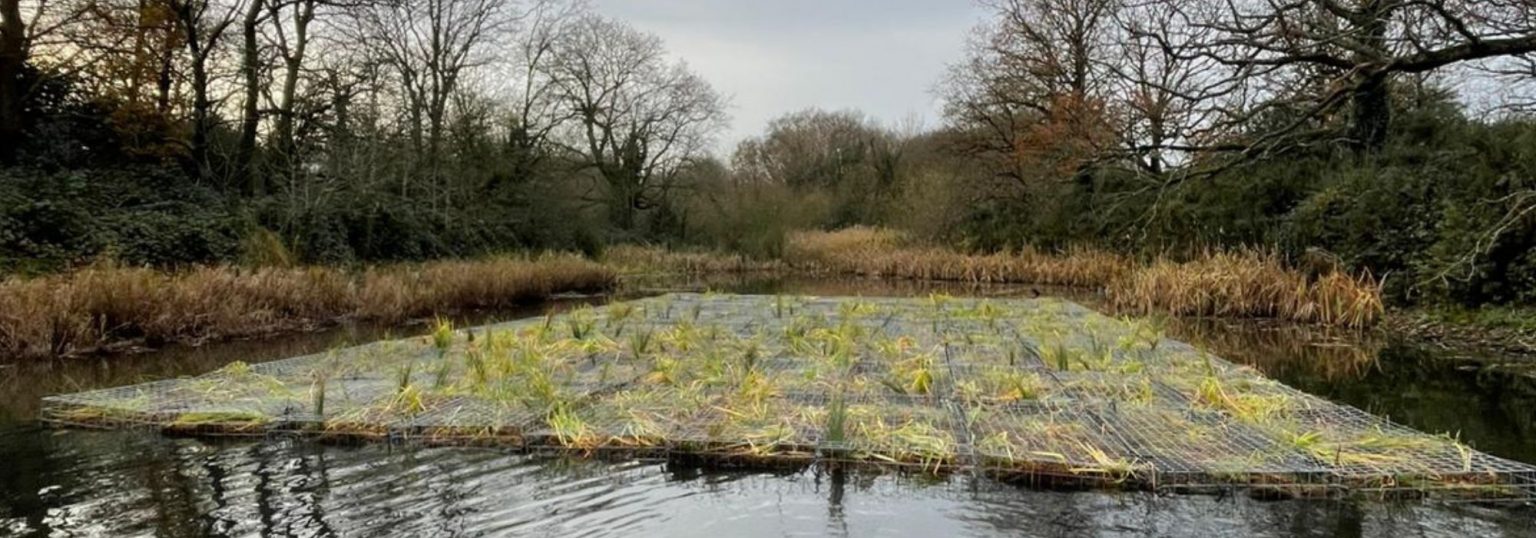 Floating reedbed launched in Wanstead Park to help improve water ...