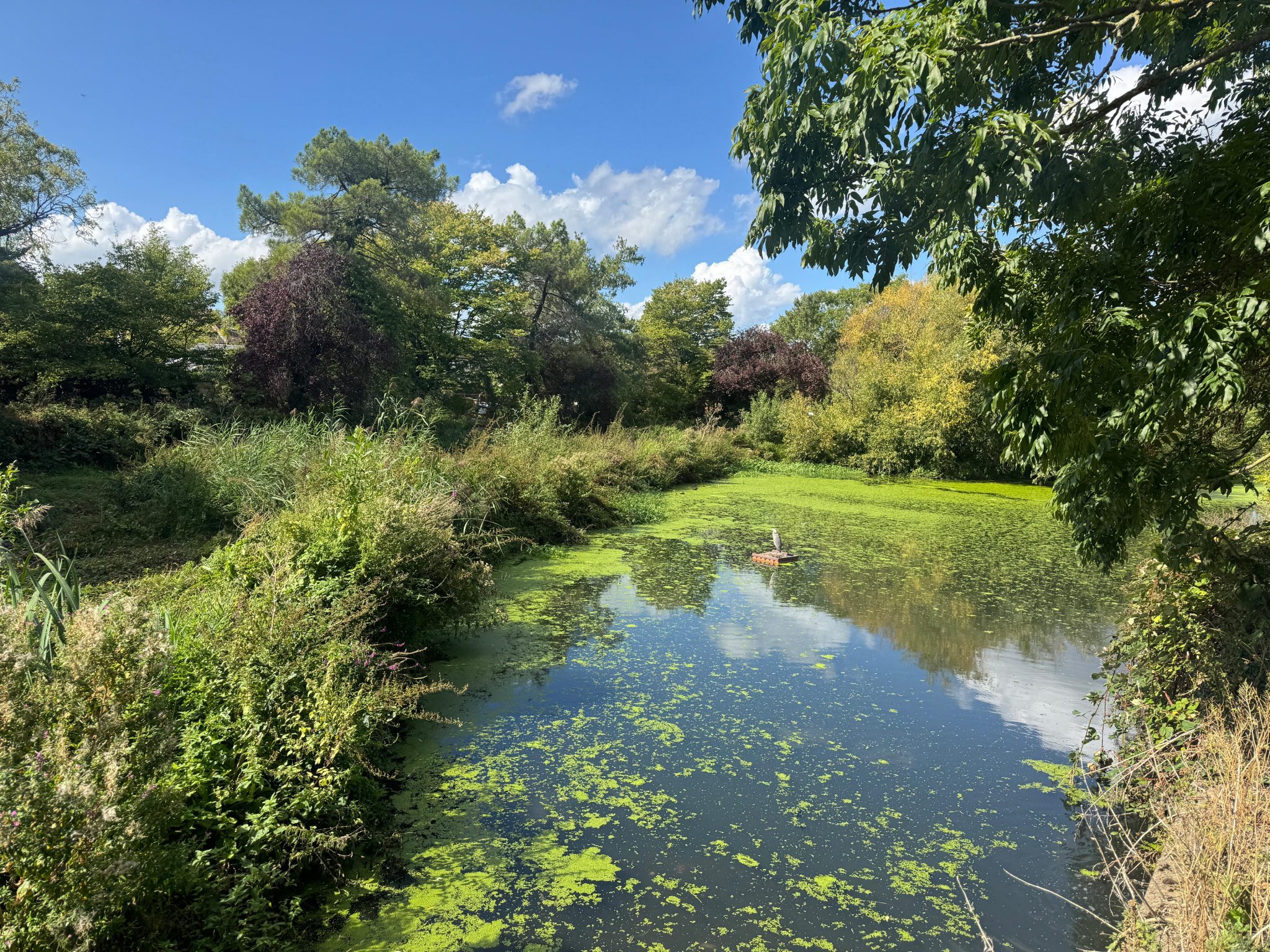 The River Ravensbourne and Glassmill Pond - Thames21